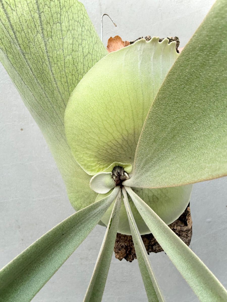 P. willinckii 'Yellow Moon' (original) ウィリンキー【vandaka P. willinckii 'Yellow Moon' (original) ウィリンキー【vandaka