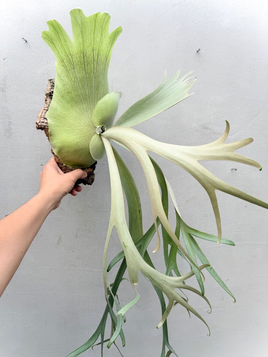 P. willinckii 'Yellow Moon' (original) ウィリンキー【vandaka P. willinckii 'Yellow Moon' (original) ウィリンキー【vandaka