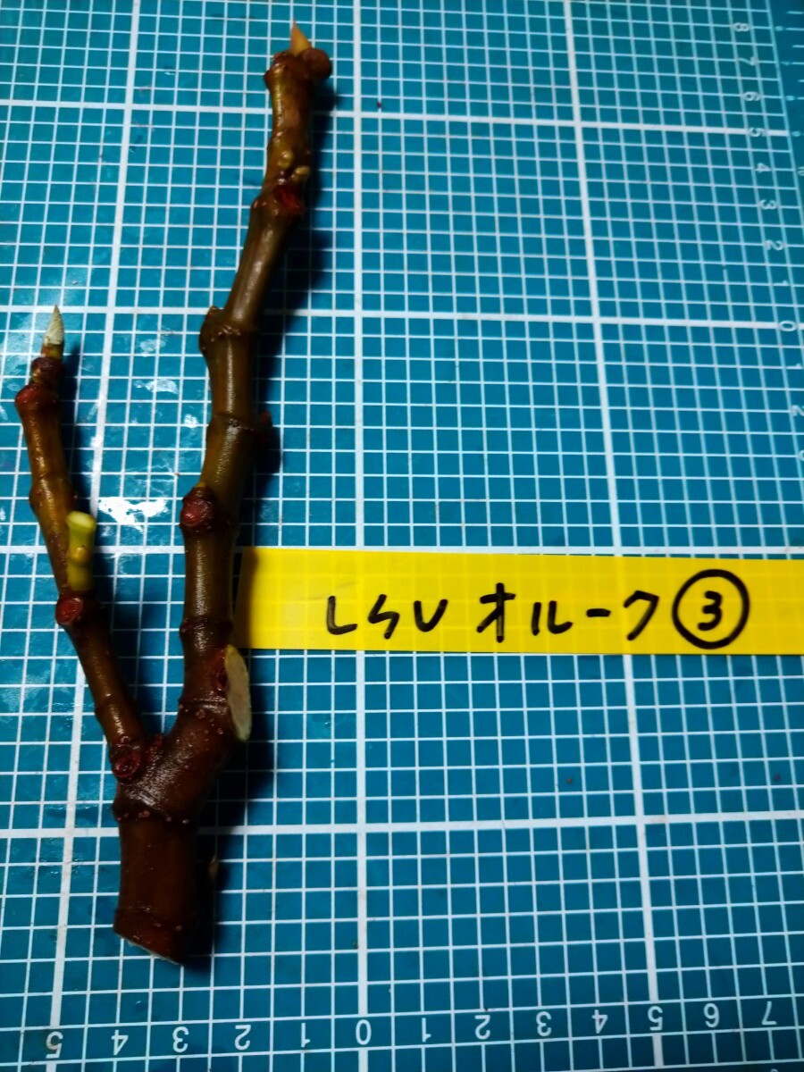 Yahoo!オークション - LSUオルーク（3いちじく穂木）