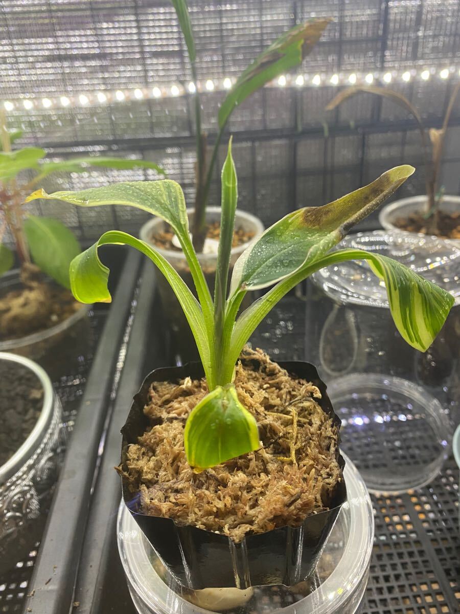 Yahoo!オークション - ムサノノ/Musa Nono