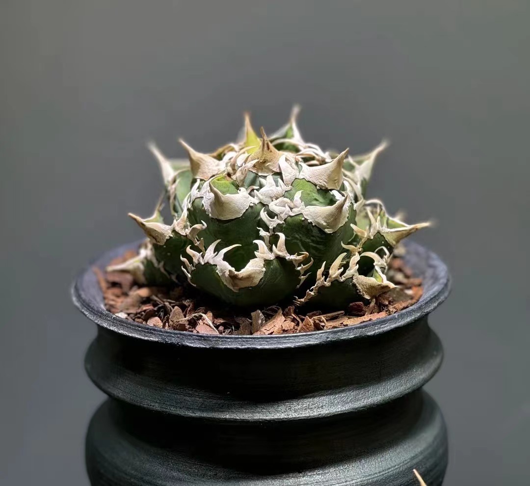 Yahoo!オークション - 28P 多肉植物 アガベチタノタ 優良血統株 大白鯊...