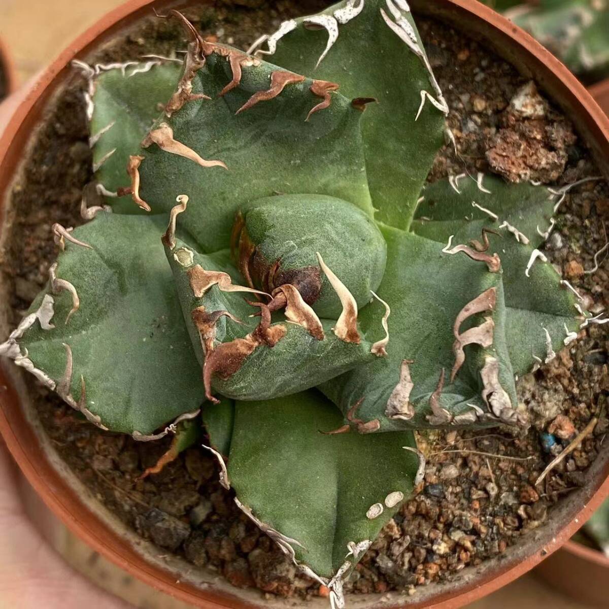 Yahoo!オークション - 83P 多肉植物 アガベ チタノタ 魔丸 丸い叶 包葉...