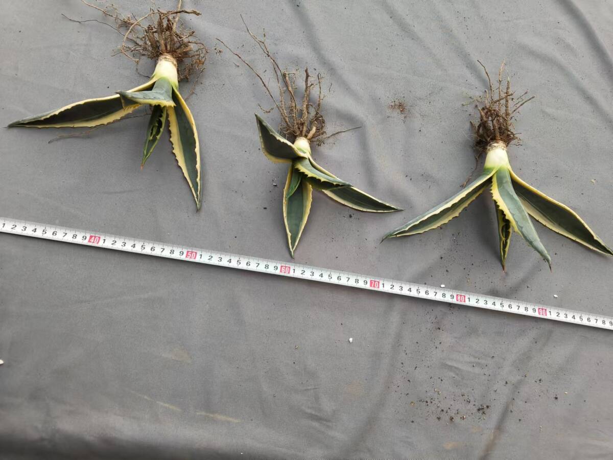 Yahoo!オークション - 47P 多肉植物 サルミアナ リップルエフェクト 鮮...