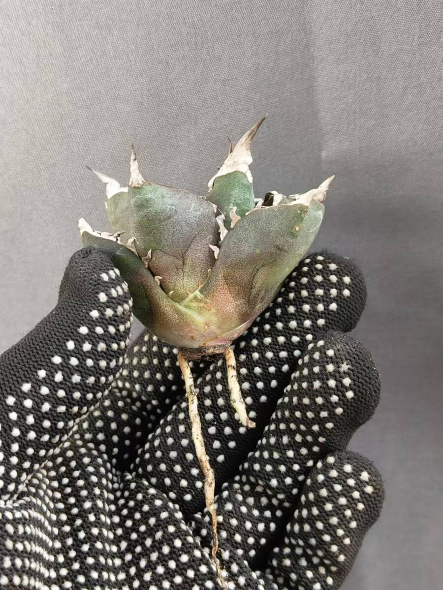 Yahoo!オークション - 47v 多肉植物 アガベチタノタ 優良血統株 大白鯊...