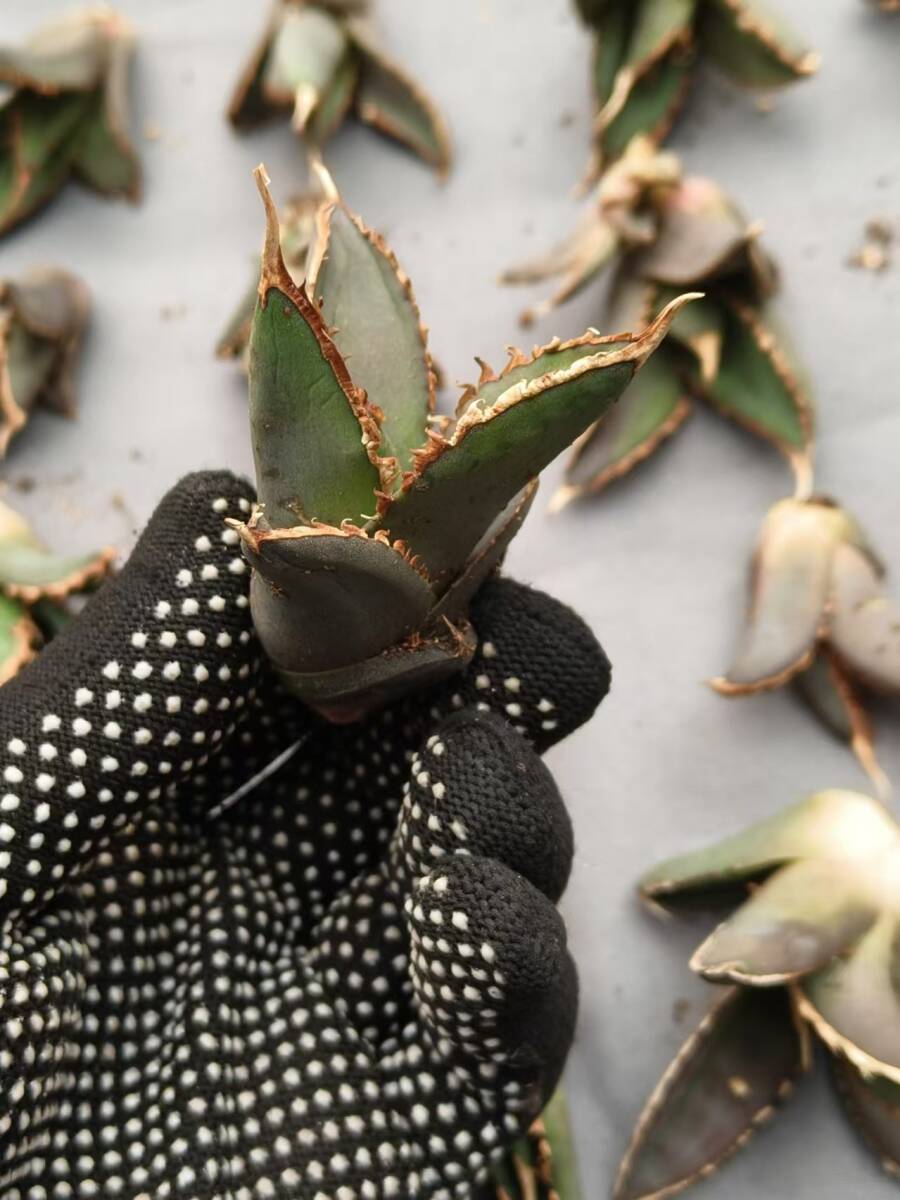 Yahoo!オークション - 41P 多肉植物アガベ チタノタ 星空ブツブツ 表棘...