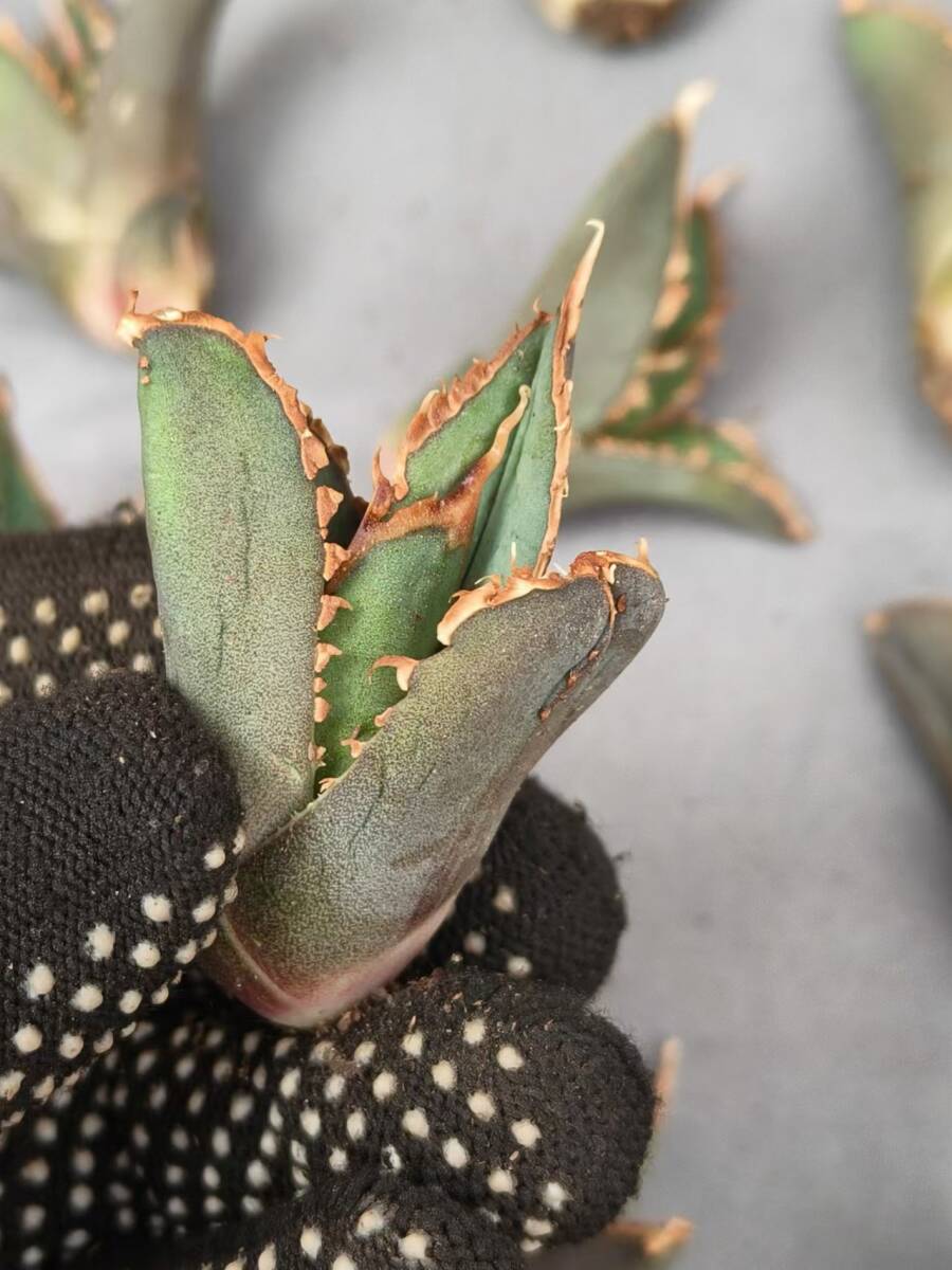 Yahoo!オークション - 87P 多肉植物アガベ チタノタ 金剛狼 短広葉長鋸...