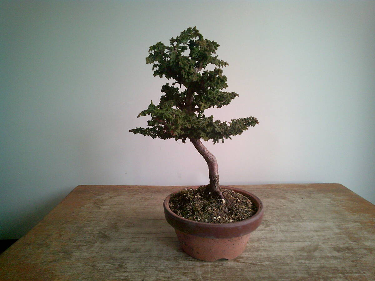 Yahoo!オークション - 【蟹園】 石化檜 B-499