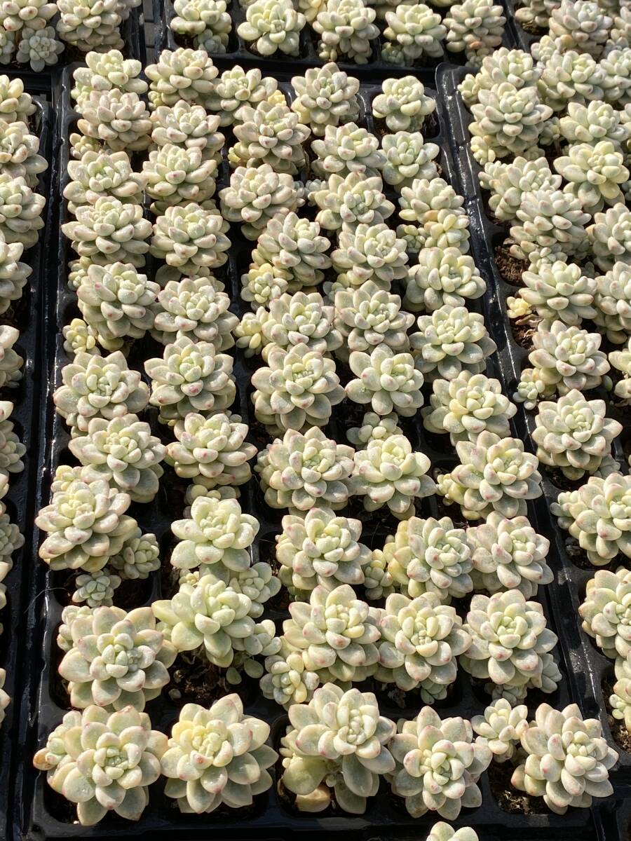 Yahoo!オークション - 50株 N230-2多肉植物 エケベリア 美杏錦 サボテ...