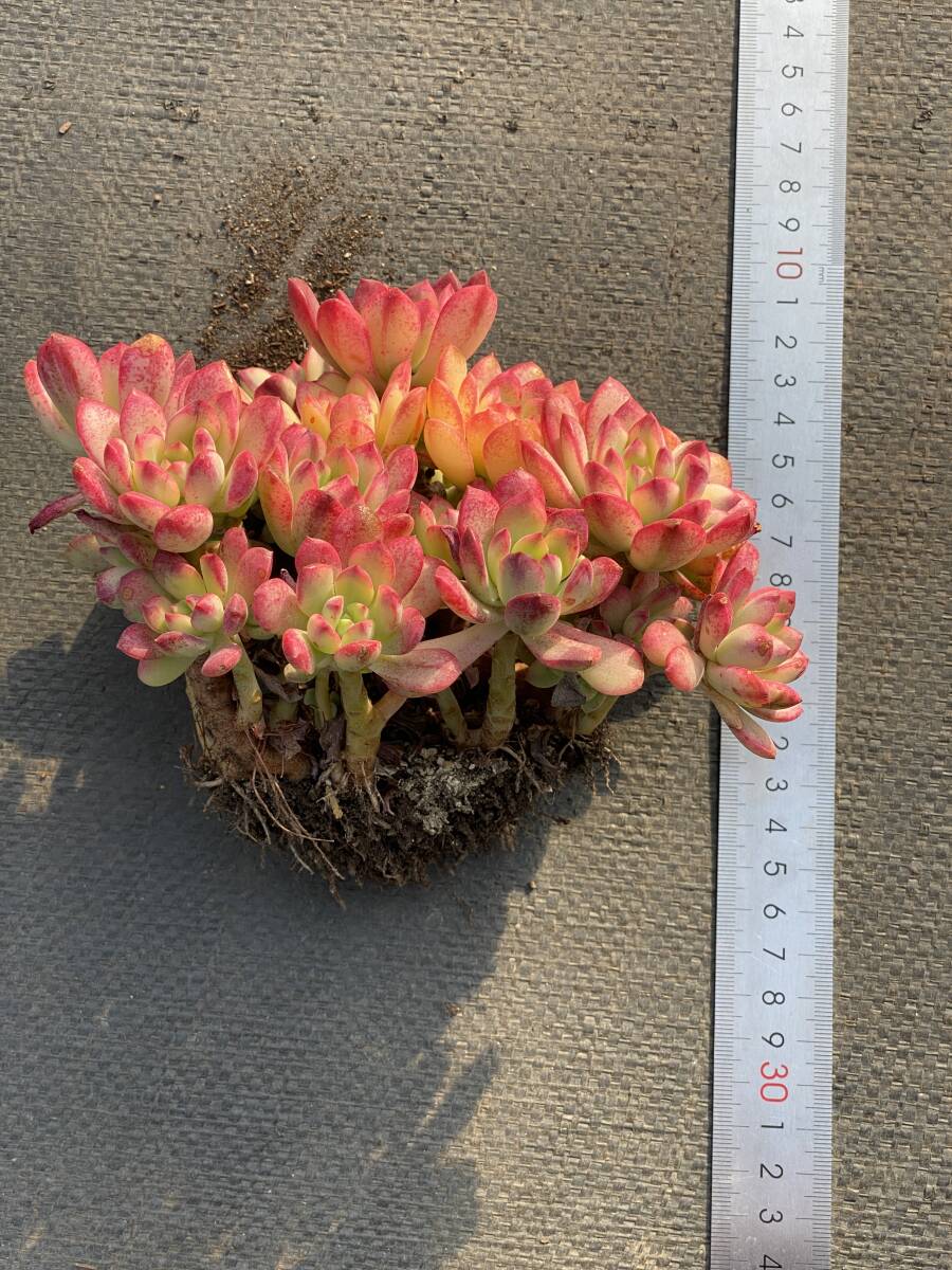 25株 N593 エケベリア 韓国苗 サボテン 多肉植物 鈴錦 観葉植物 25株 N593 エケベリア 韓国苗 サボテン 多肉植物 鈴錦 観葉植物
