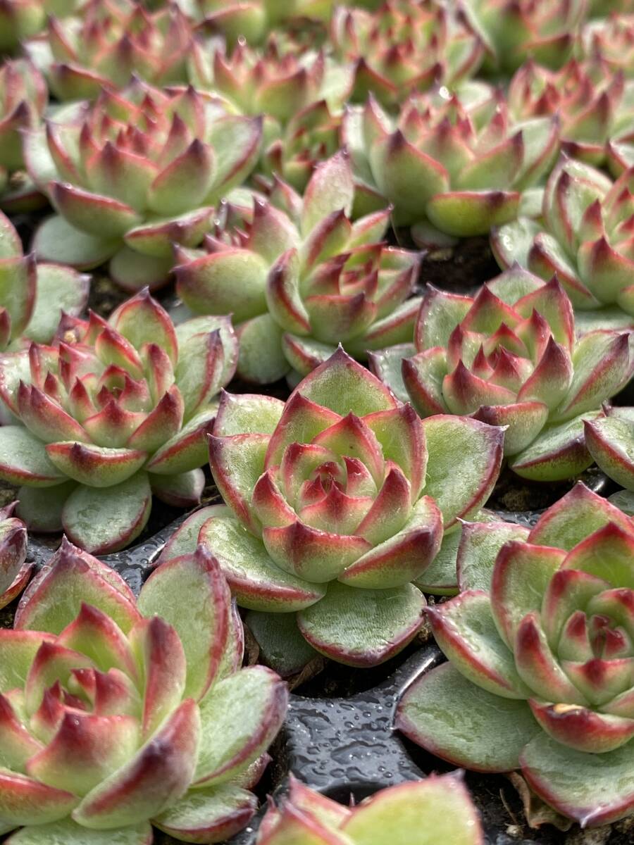 Yahoo!オークション - 105株 B108-1 多肉植物 エケベリア ブルードラゴ...