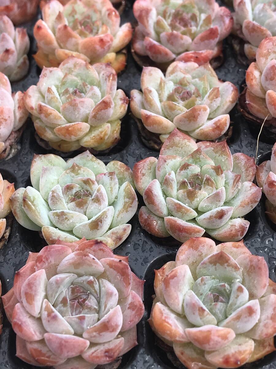 Yahoo!オークション - 120株 B23-6 多肉植物 エケベリア イチゴジャム ...