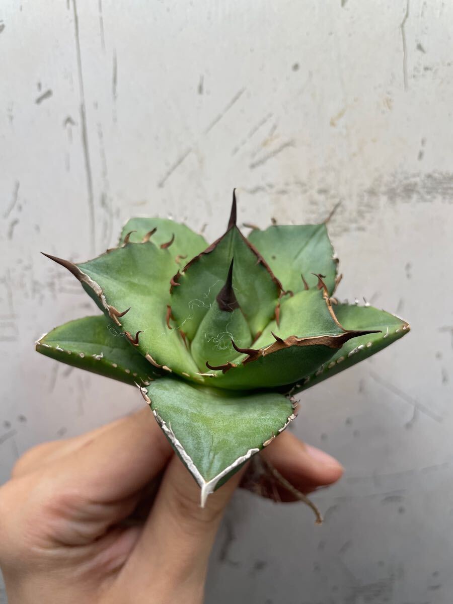 Yahoo!オークション - y3-1多肉植物 アガベチタノタ 実生株 大甲蓋コレ...