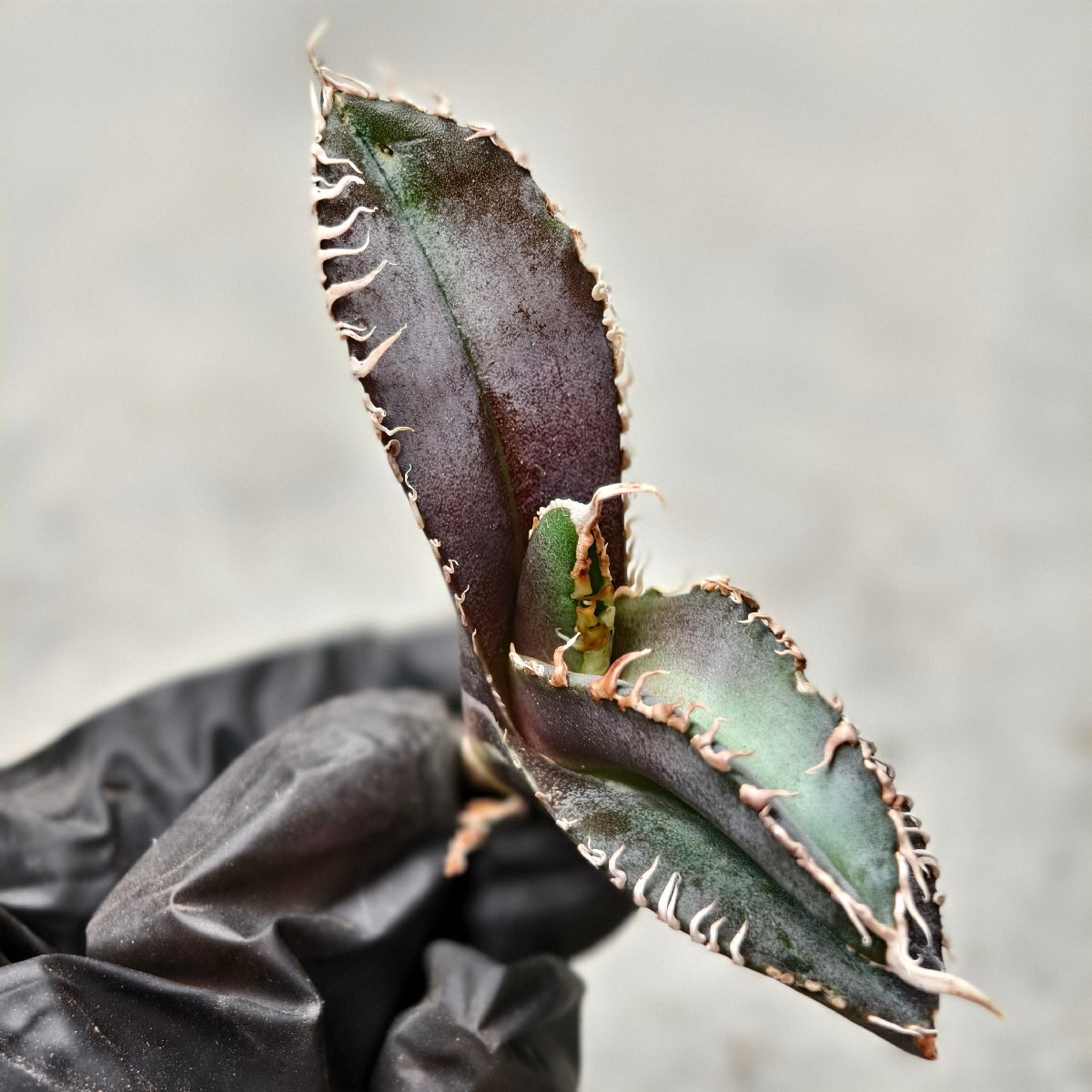 Yahoo!オークション - H59アガベ チタノタ 紅獅 ホオジロザメ/検 緋紅...