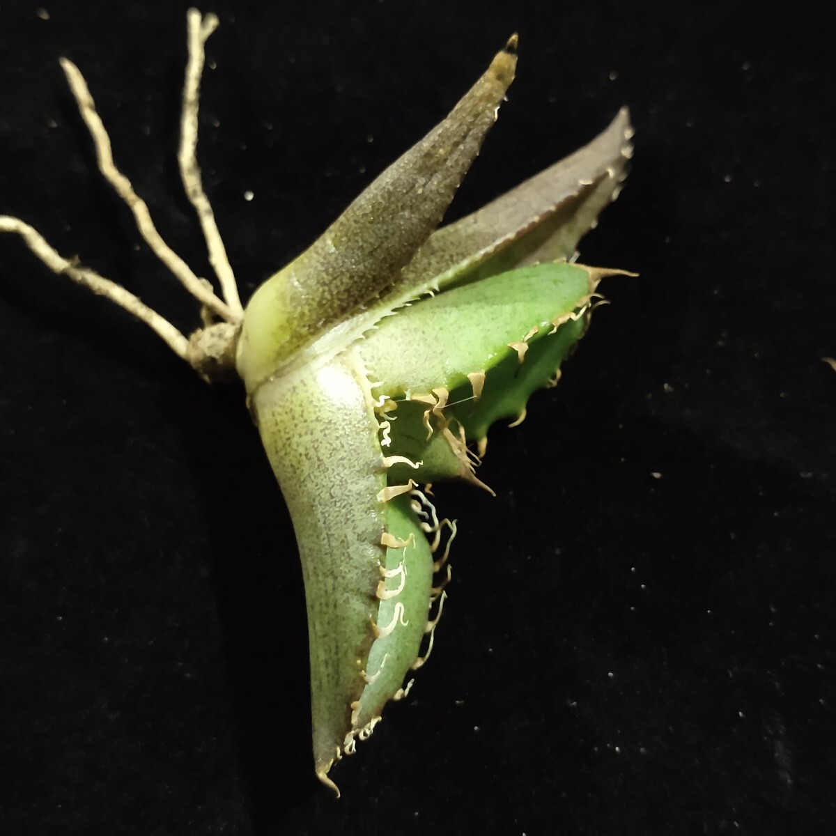 Yahoo!オークション - N.879 アガベ チタノタ 蚩尤 精選優良血統 極上...