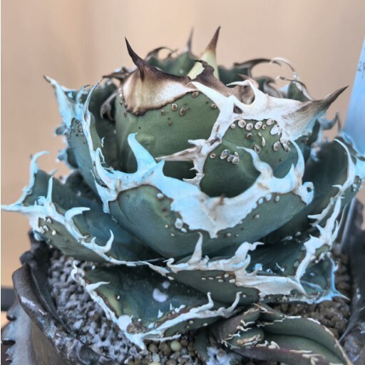 Yahoo!オークション - N.879 アガベ チタノタ 蚩尤 精選優良血統 極上...