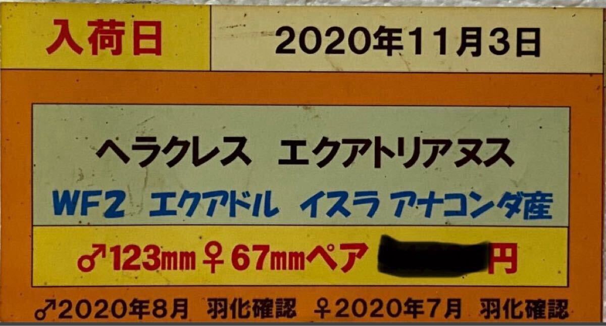Yahoo!オークション - 美麗 ヘラクレスエクアトリアヌス 新成虫 WF4 オ...
