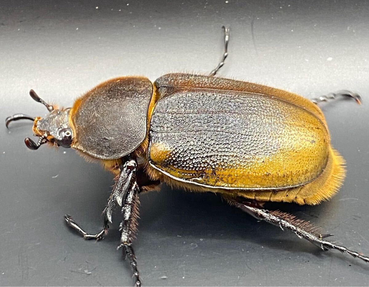 Yahoo!オークション - 美麗 ヘラクレスエクアトリアヌス 新成虫 WF4 オ...