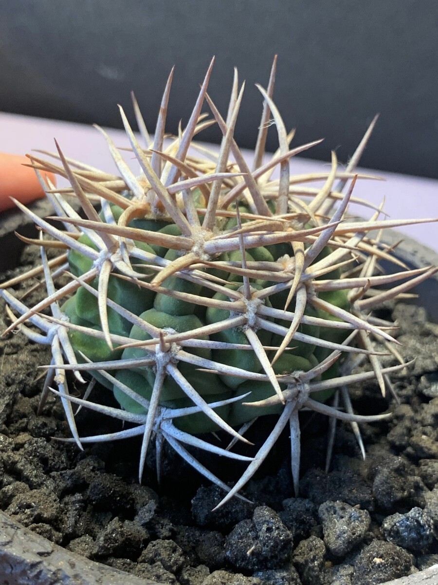 Yahoo!オークション - U32サボテン 多肉植物 ギムノカリキュウム フェ...