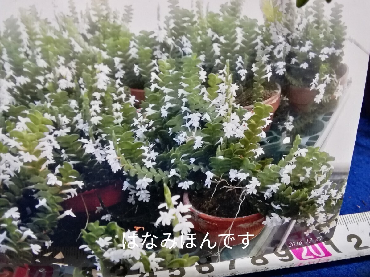 Yahoo!オークション - No.0122 原種 ラン Ang.アングレカム ディスティ...