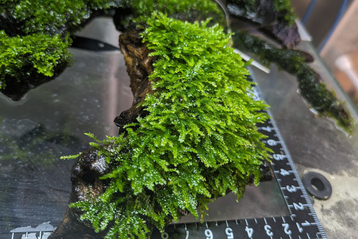 Yahoo!オークション - 無農薬 サムライモス 流木付き 画像株 （SA18）