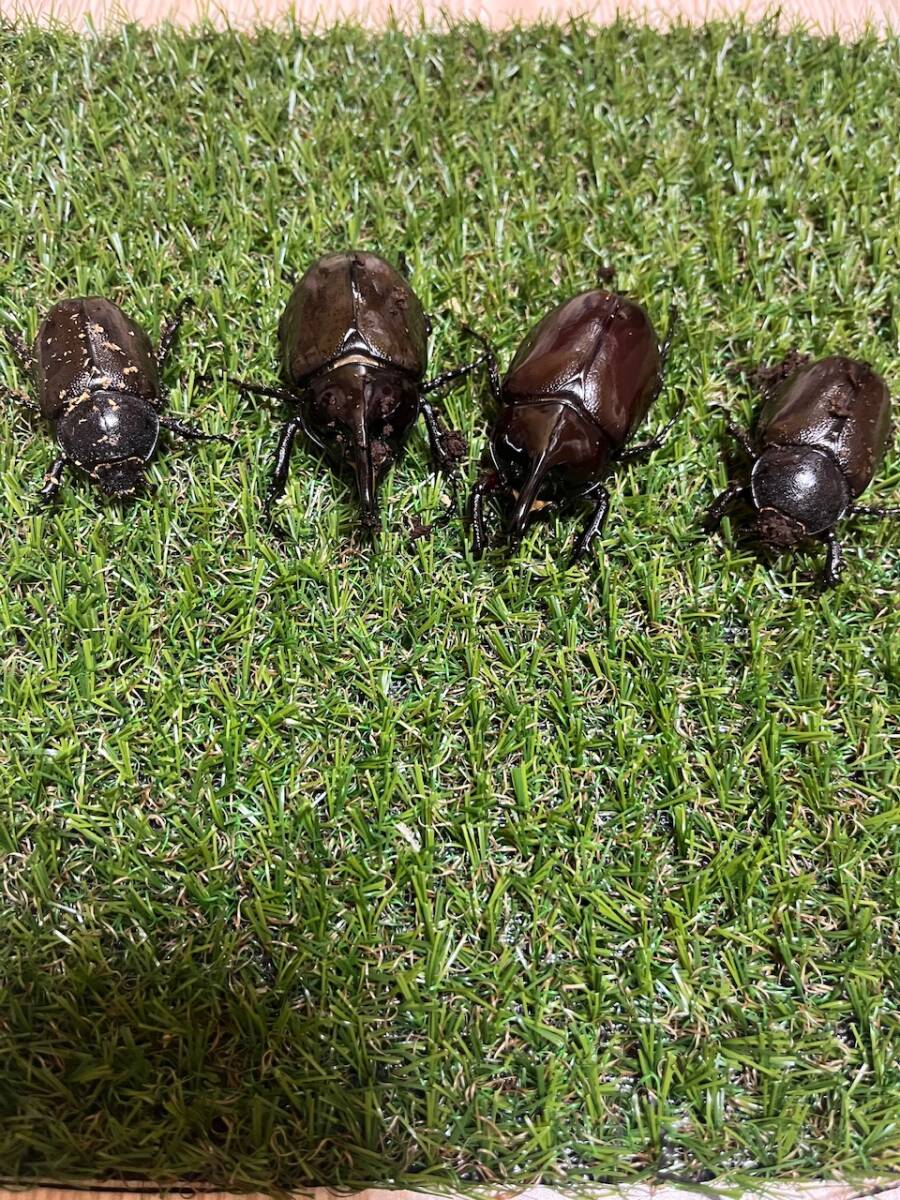 Yahoo!オークション - WF3 ヒルスシロカブト(ゲレーロ)2ペア