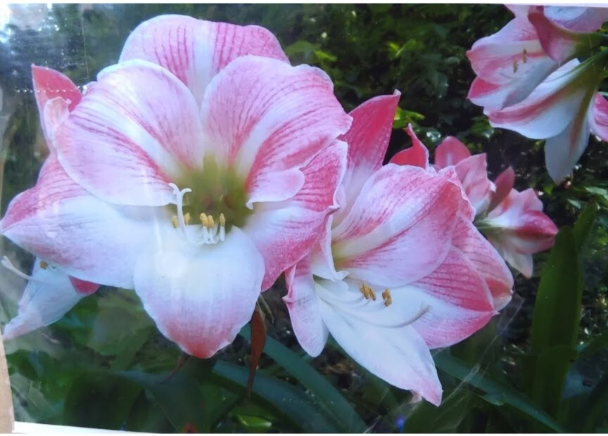 Yahoo!オークション - 3 アマリリス 球根 品種不明 約275g