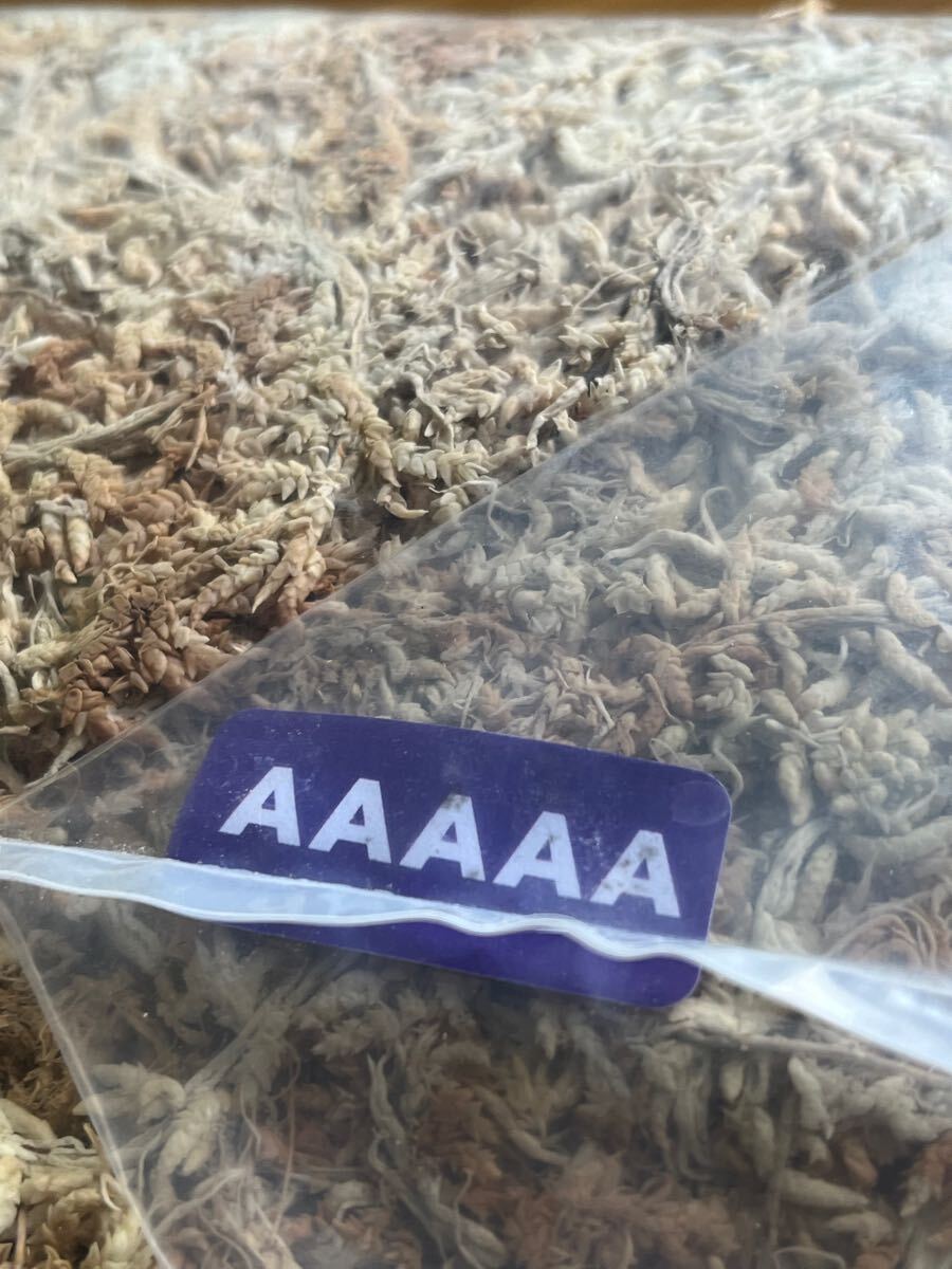 Yahoo!オークション - 水苔 ニュージーランド産 AAAAA 1kg