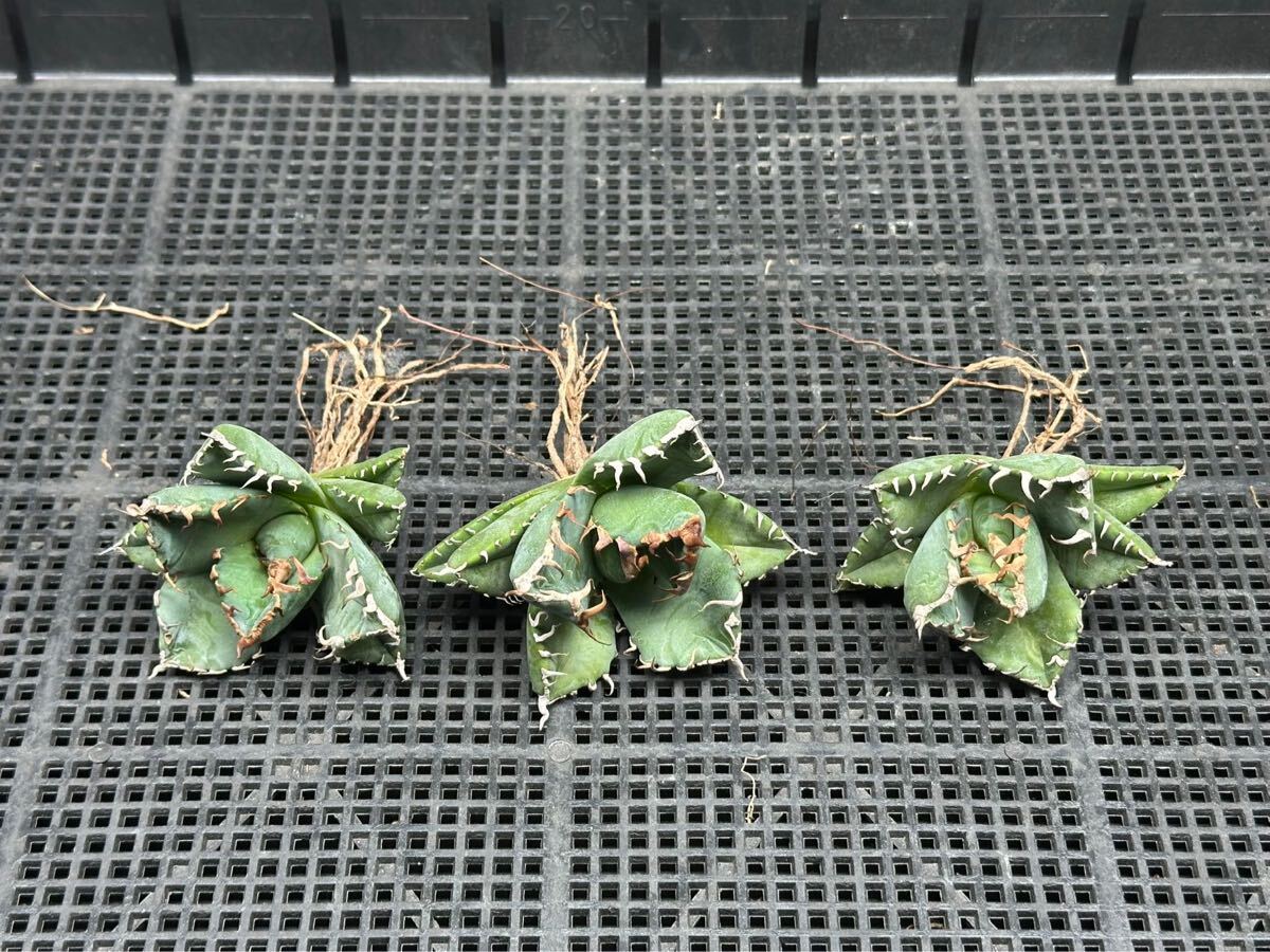 Yahoo!オークション - 014-3【輝泊園】多肉植物 アガベチタノタ 3株セ...