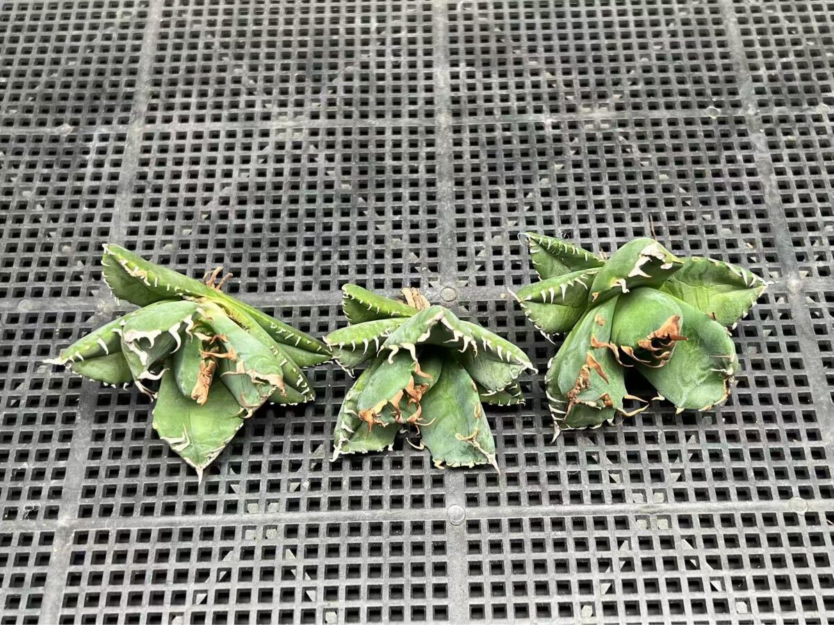 Yahoo!オークション - 014-3【輝泊園】多肉植物 アガベチタノタ 3株セ...