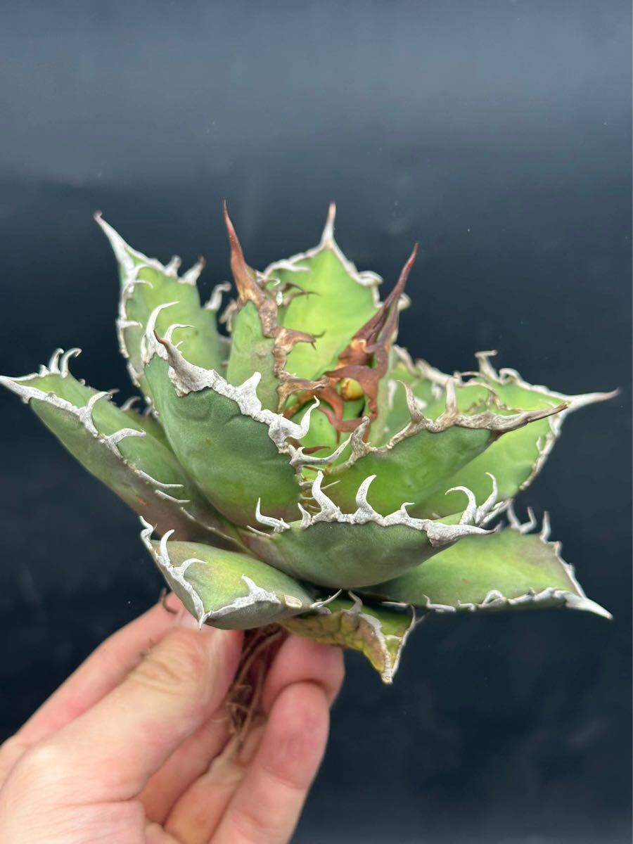 Yahoo!オークション - 018-4【輝泊園】特選アガベ 多肉植物 チタノタ ...