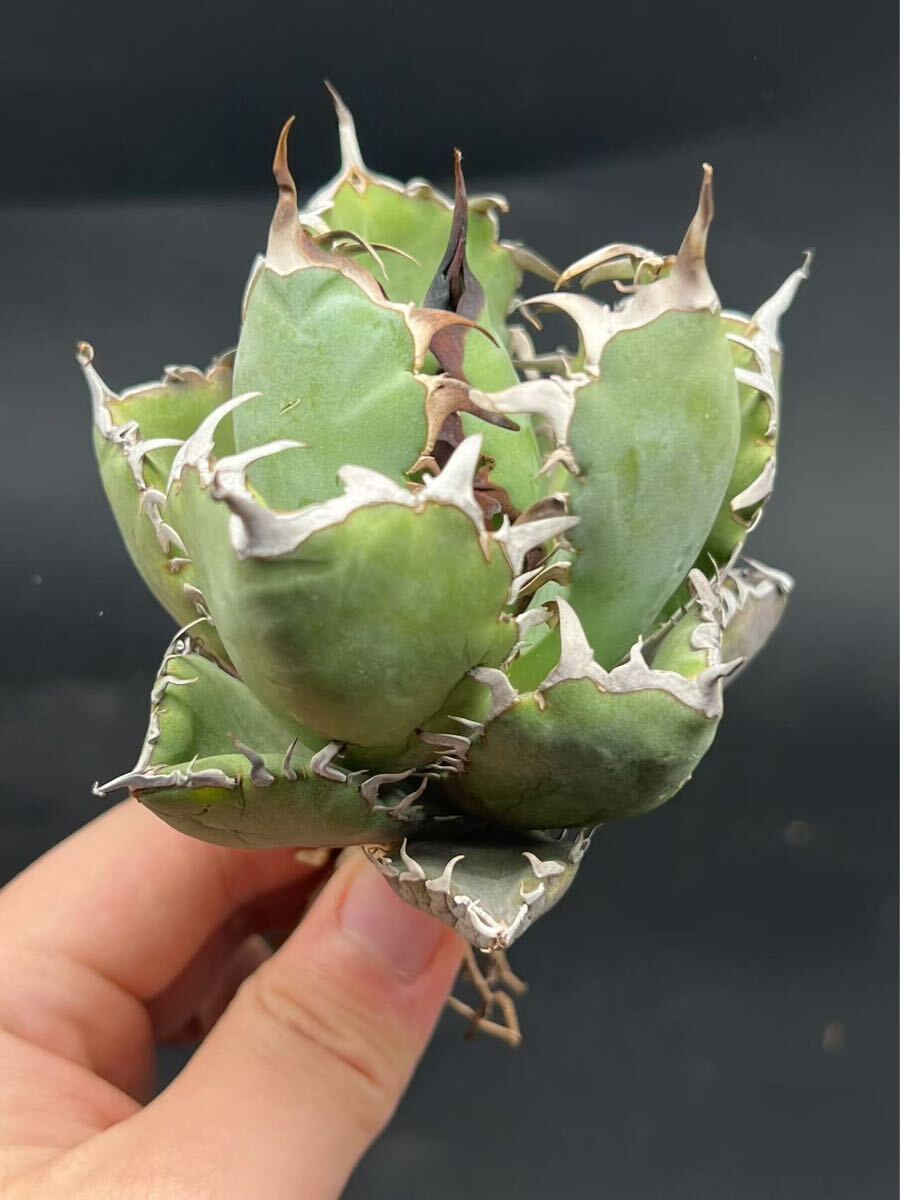 Yahoo!オークション - 026-3【輝泊園】多肉植物 アガベ チタノタ 黒鯨 ...