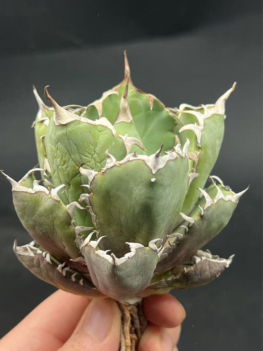 Yahoo!オークション - 026-3【輝泊園】多肉植物 アガベ チタノタ 黒鯨 ...