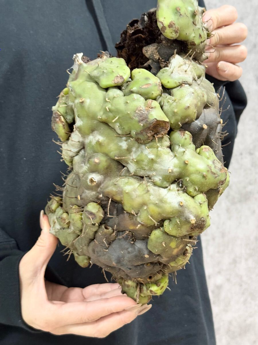 Yahoo!オークション - 特大 Lecanopteris carnosa B73 レカノプテリス...