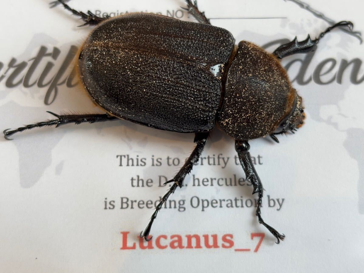 Yahoo!オークション - 【Lucanus_7】D.H.ヘラクレス FF-FF136×至高-K ...