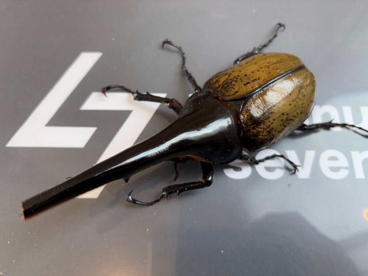 Yahoo!オークション - 【Lucanus_7】D.H.ヘラクレス Ver.R-G.FOX×FF17...