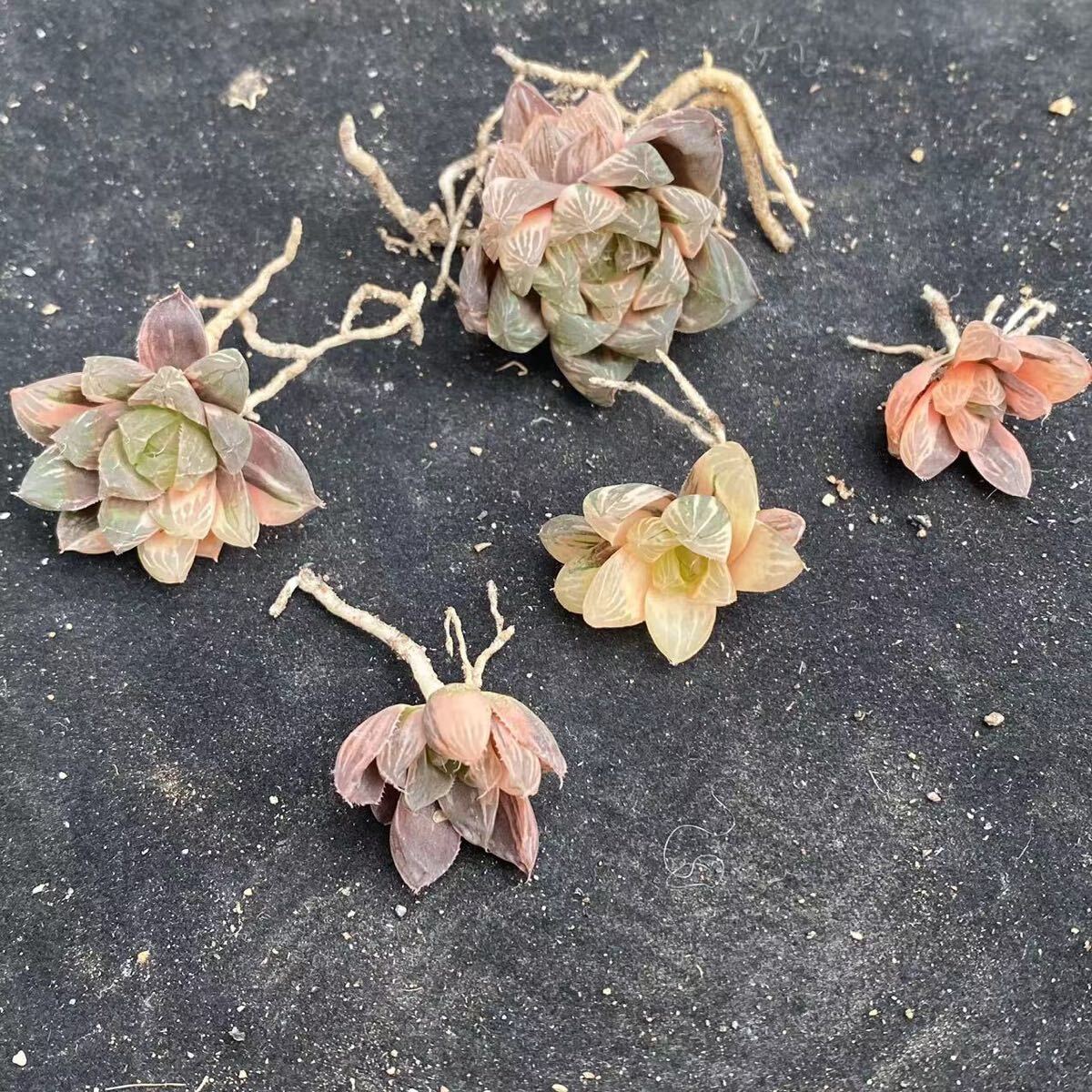 Yahoo!オークション - N32 多肉植物 ハオルチア ピクシー 縞斑錦 鮮明...