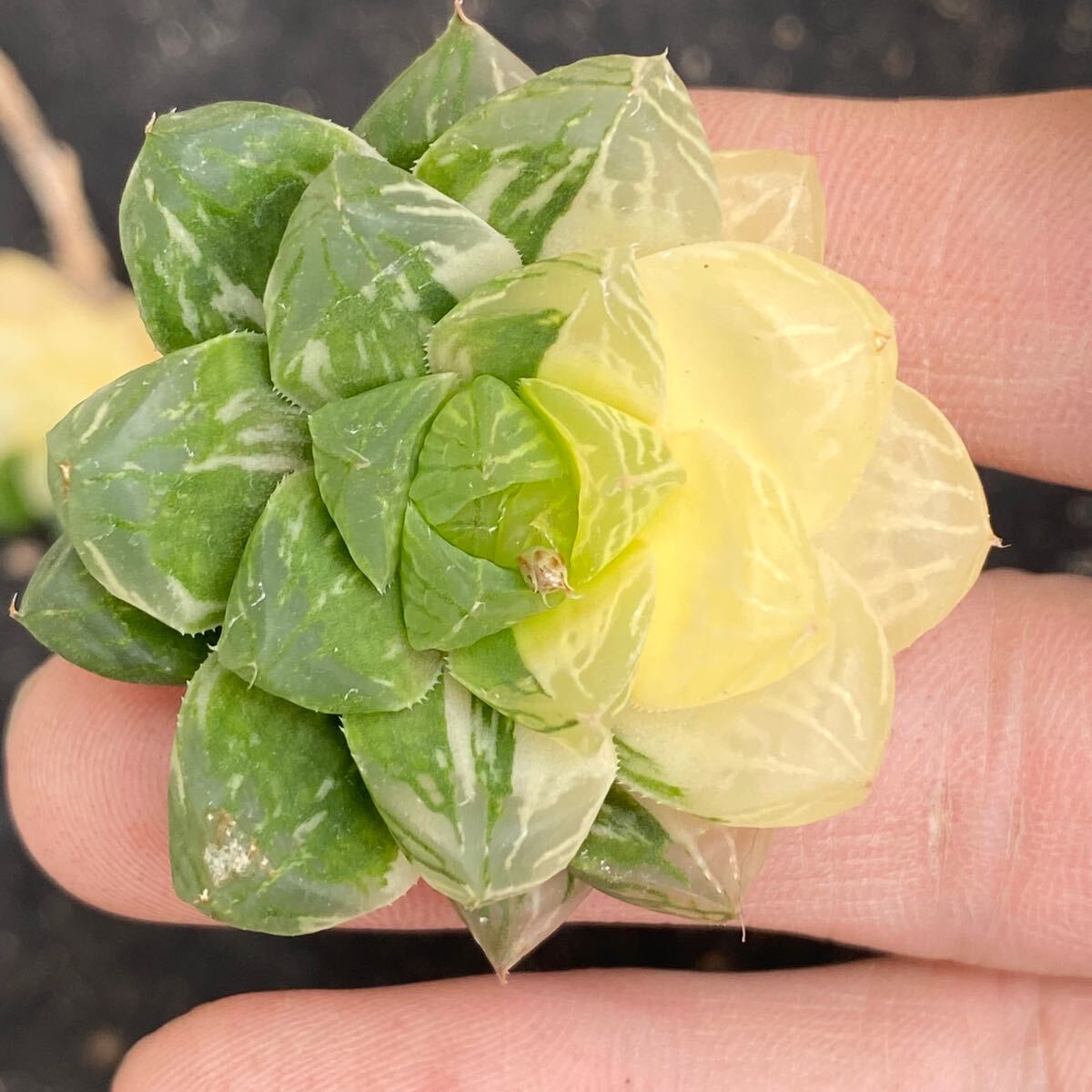 Yahoo!オークション - N33 多肉植物 ハオルチア 幻想 陰陽錦 鮮明斑錦 ...