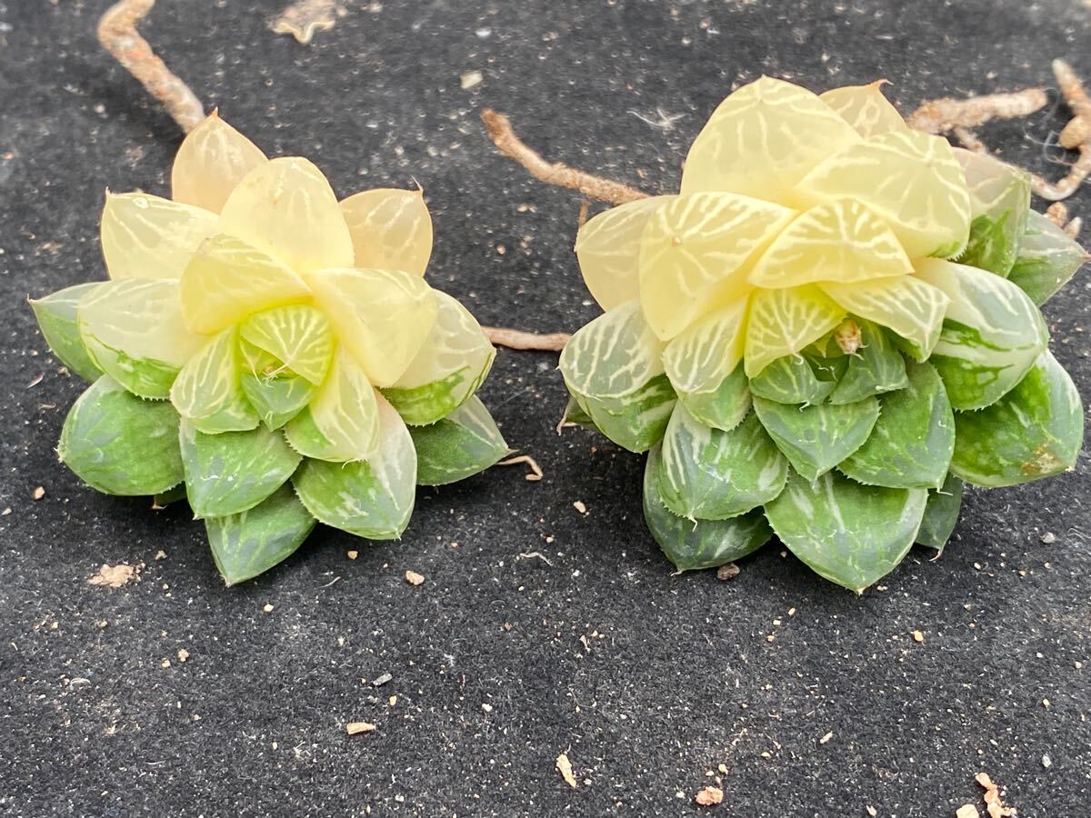 Yahoo!オークション - N33 多肉植物 ハオルチア 幻想 陰陽錦 鮮明斑錦 ...