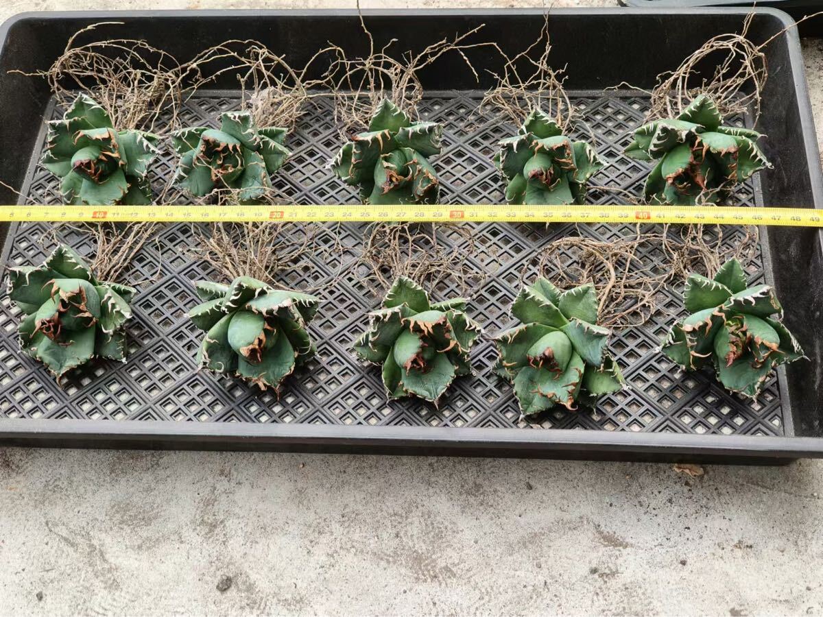 特選 n38 多肉植物 アガベ チタノタ 魔丸 短広葉長鋸歯 陽炎 超強棘 極上美株 限定株 10株(アガベ)｜売買されたオークション情報、yahooの商品情報をアーカイブ公開 ...