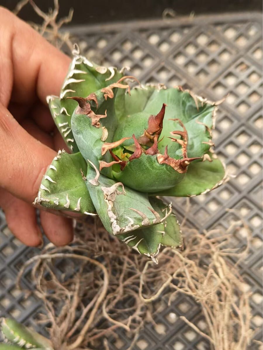 Yahoo!オークション - 特選 n38 多肉植物 アガベ チタノタ 魔丸 短広葉...