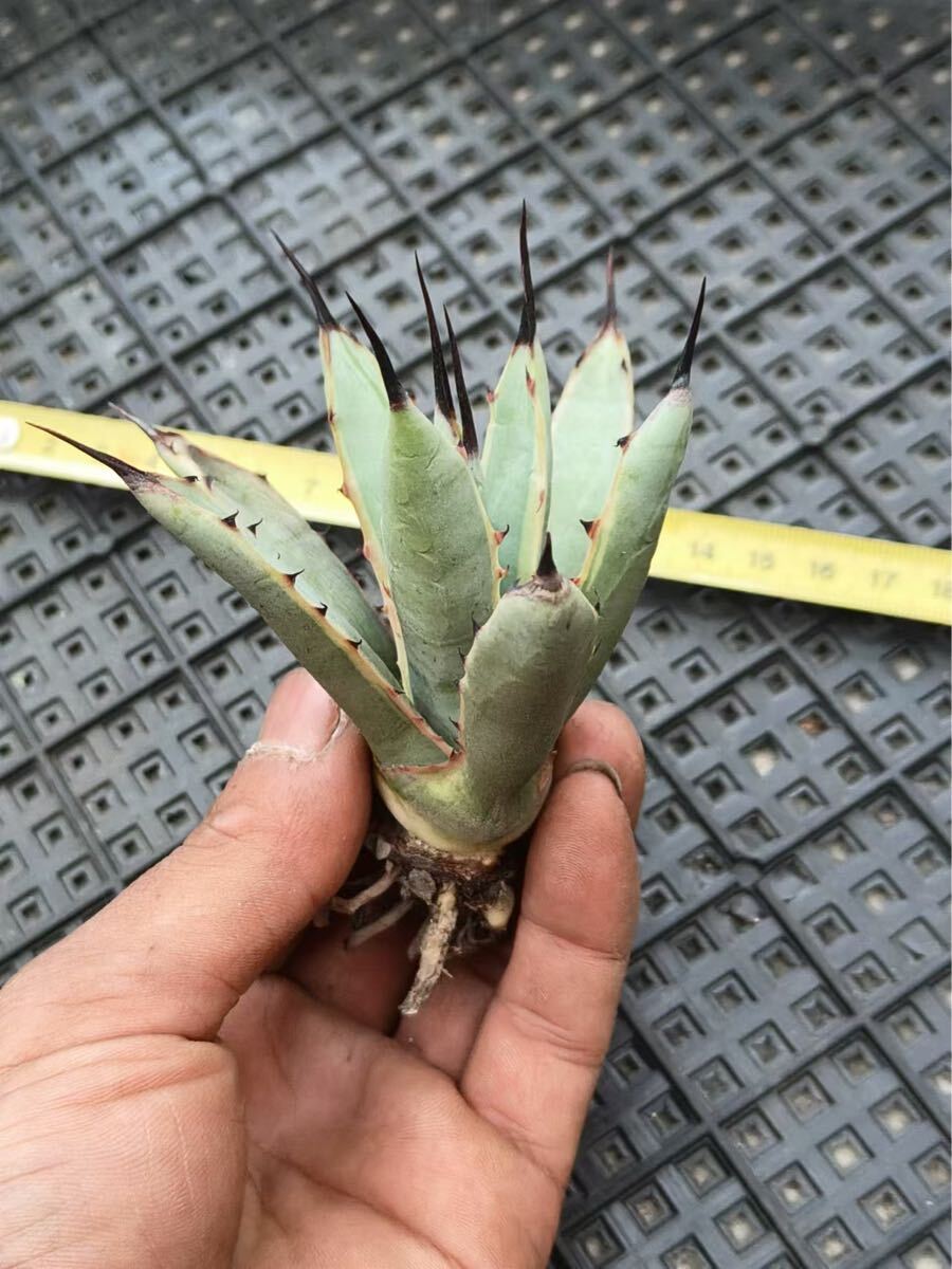 Yahoo!オークション - 特選 n80 多肉植物アガベ マクロアカンサ錦 鮮明...