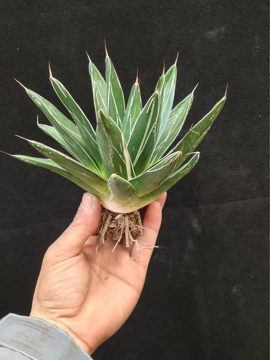 Yahoo!オークション - 特選 w49 多肉植物 アガベ 笹の雪錦 縞斑錦 極上...