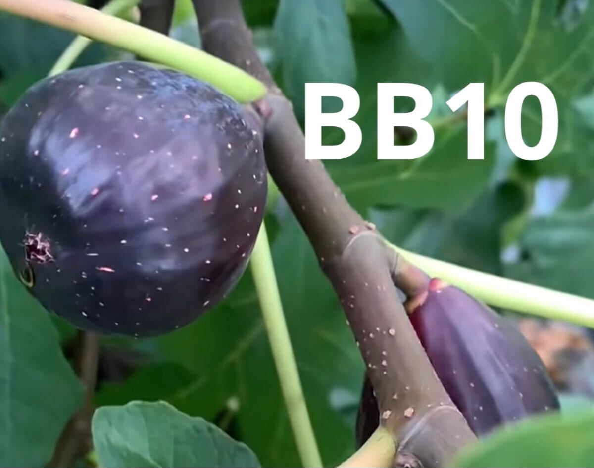 Yahoo!オークション - Black Beauty10（BB10）穂木1本