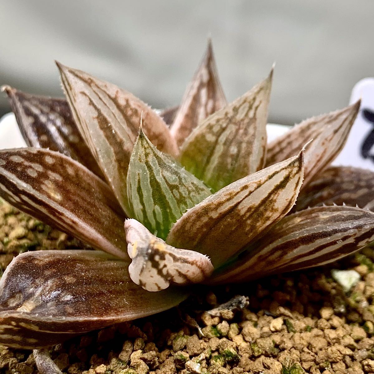 Yahoo!オークション - Fareal P72 ハオルチア 紫楓 X ミュータントア...