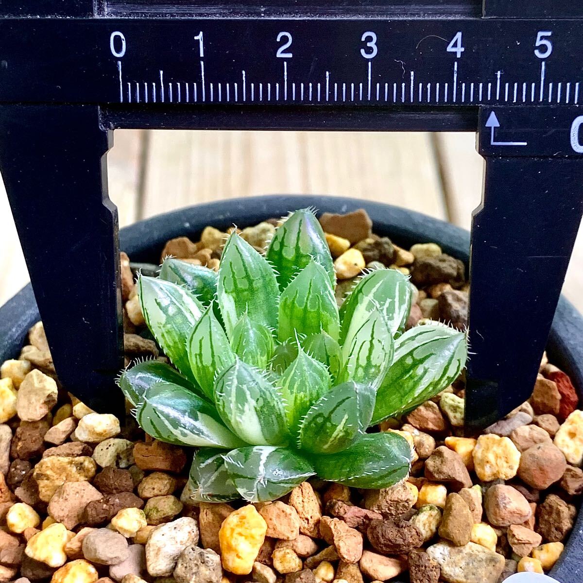 Yahoo!オークション - Fareal P 106 ハオルチア エメラルドLED x 原種...