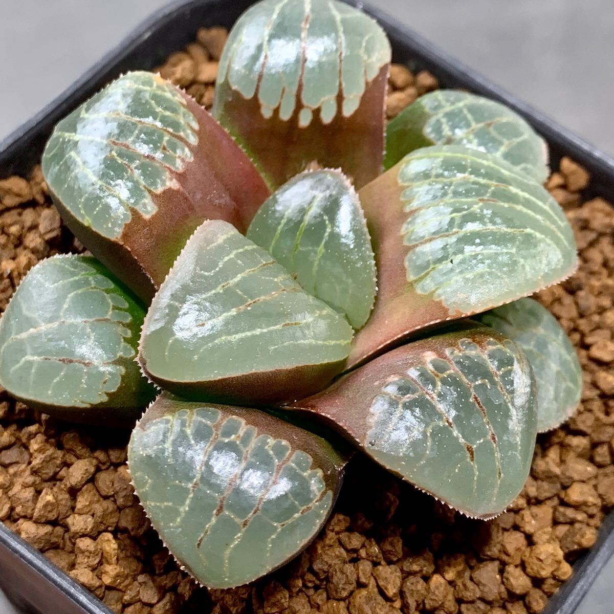 Yahoo!オークション - Fareal P96 ハオルチア 玉玄海 コンプトスプリ...