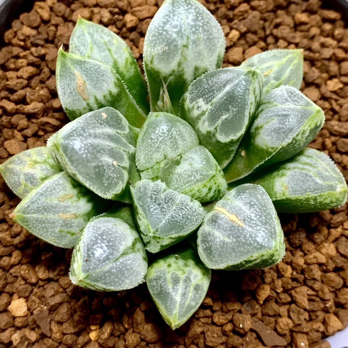 Yahoo!オークション - Fareal P81 ハオルチア ラブハート