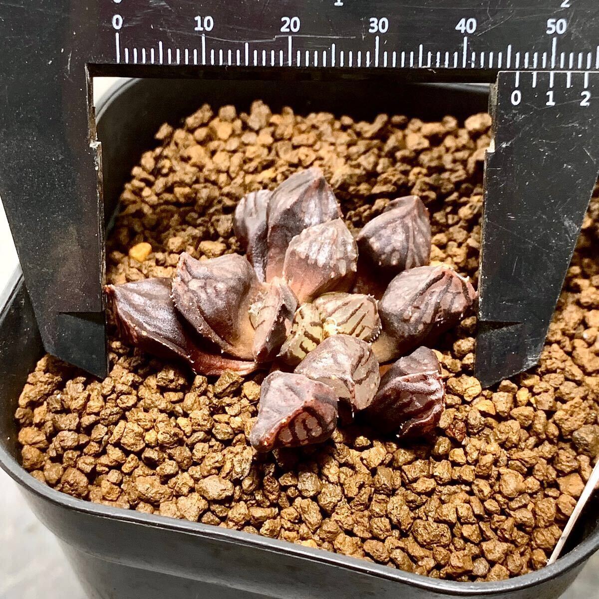 Yahoo!オークション - Fareal P102 ハオルチア 水晶魔界ミュータント