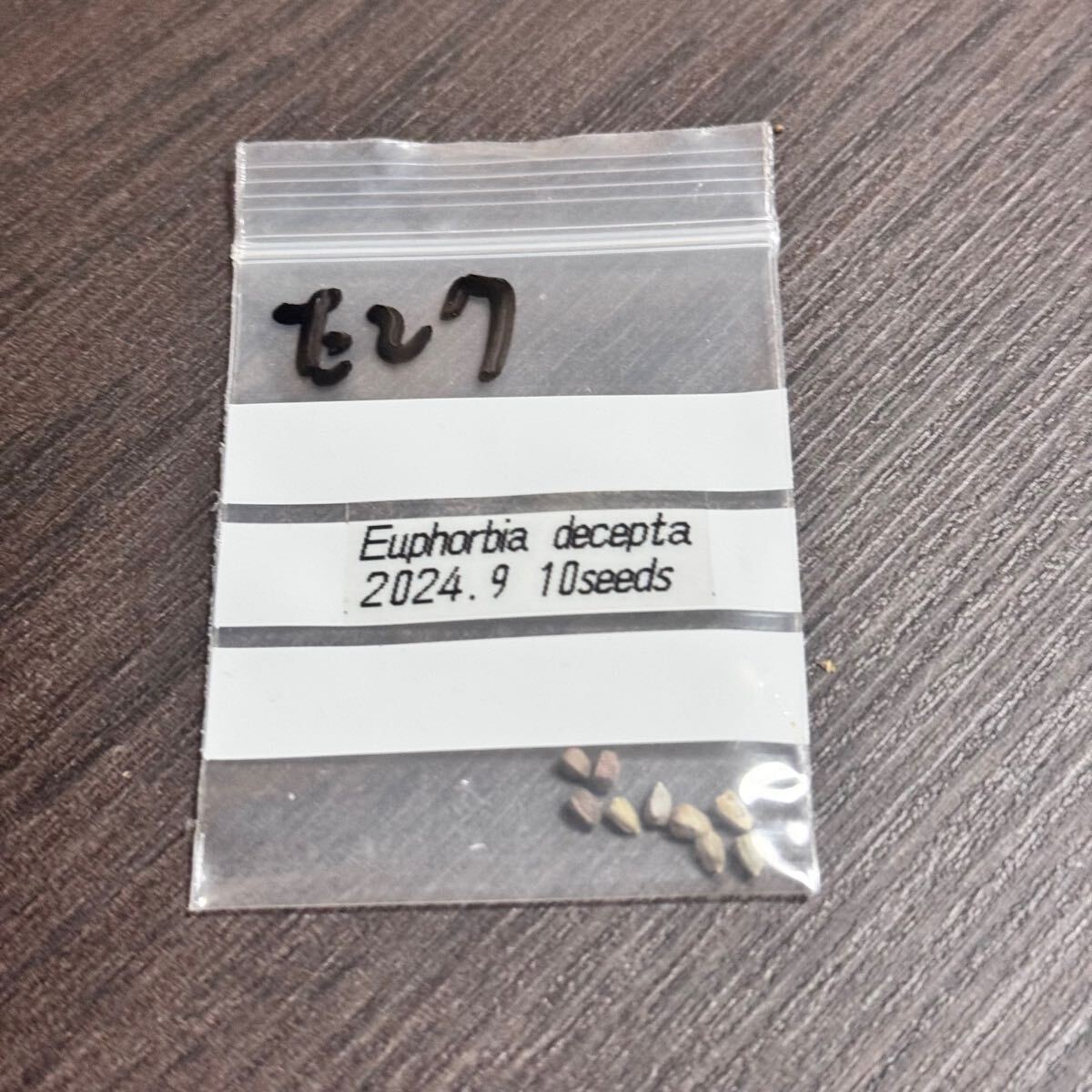 Yahoo!オークション - E27 サボテン Euphorbia decepta ユーフォルビア...