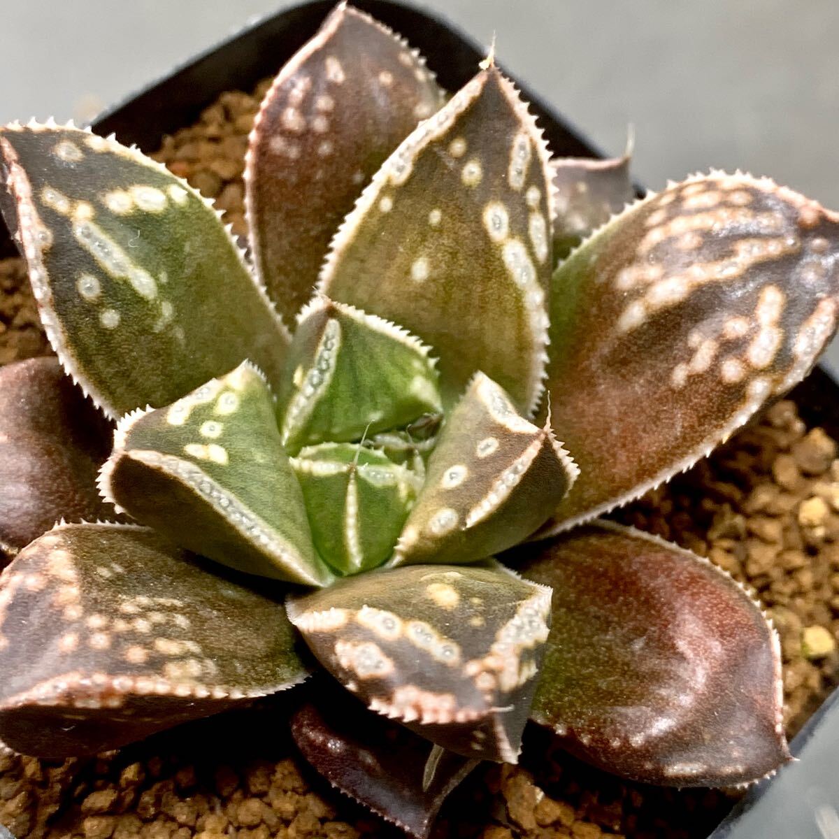 Yahoo!オークション - Fareal P6 ハオルチア 獣神